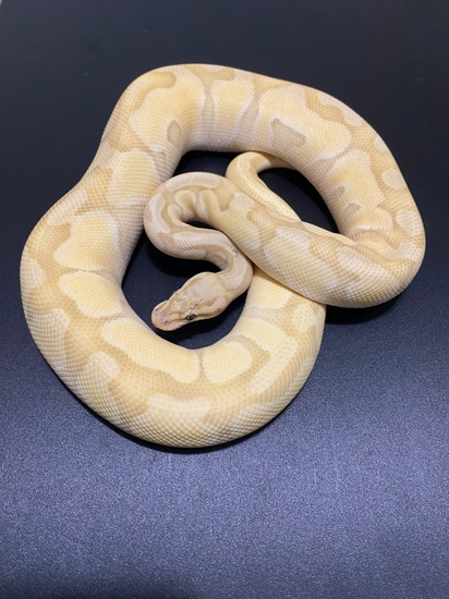 Banana Enchi Pastel Lesser Het Hypo 50%Het Clown Ball Python by Marleys ...