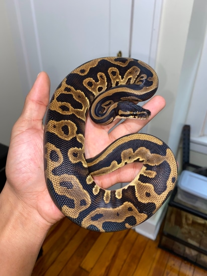 Leopard Het Dreamsicle Ball Python by Marleys Morphs