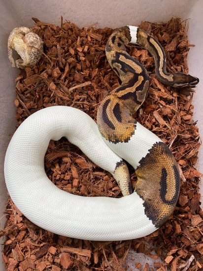 Piebald Ball Python by Marleys Morphs