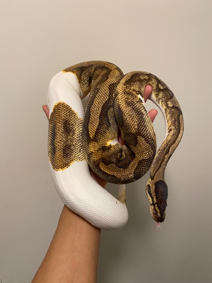 Enchi Piebald (Smiley Face) Ball Python by Marleys Morphs
