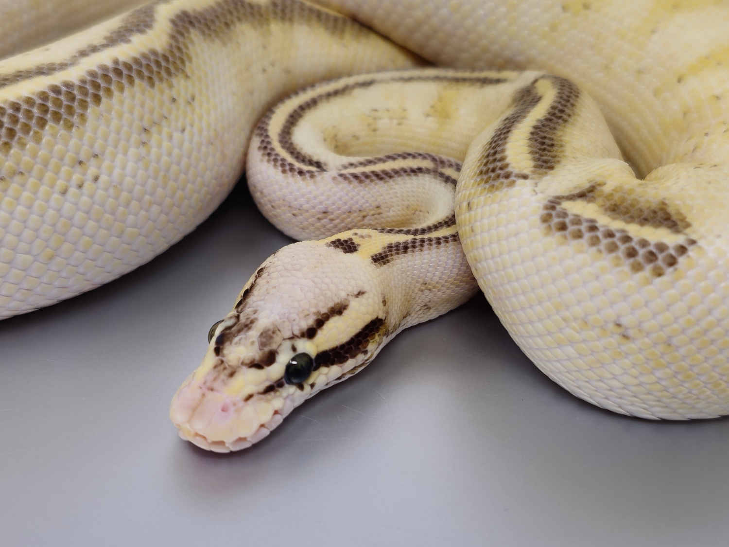FREE SHIPPING! Pastel Highway Ball Python by Royal Alchemy Exotics ...