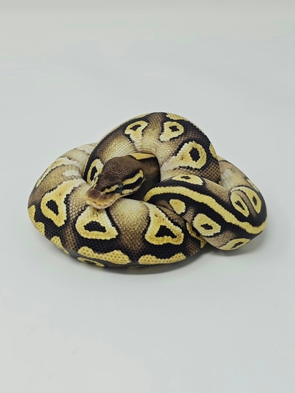 Pastel Mojave Het Tri-Stripe Ball Python by Royal Alchemy Exotics