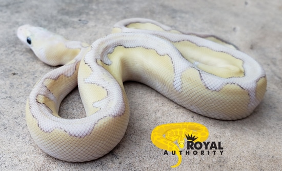Super Pastel Lesser Blade Clown Ball Python by Royal Authority