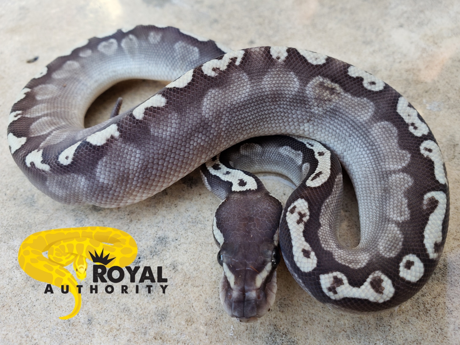 Lesser Vanilla GHI Het Hypo Ball Python by Royal Authority - MorphMarket