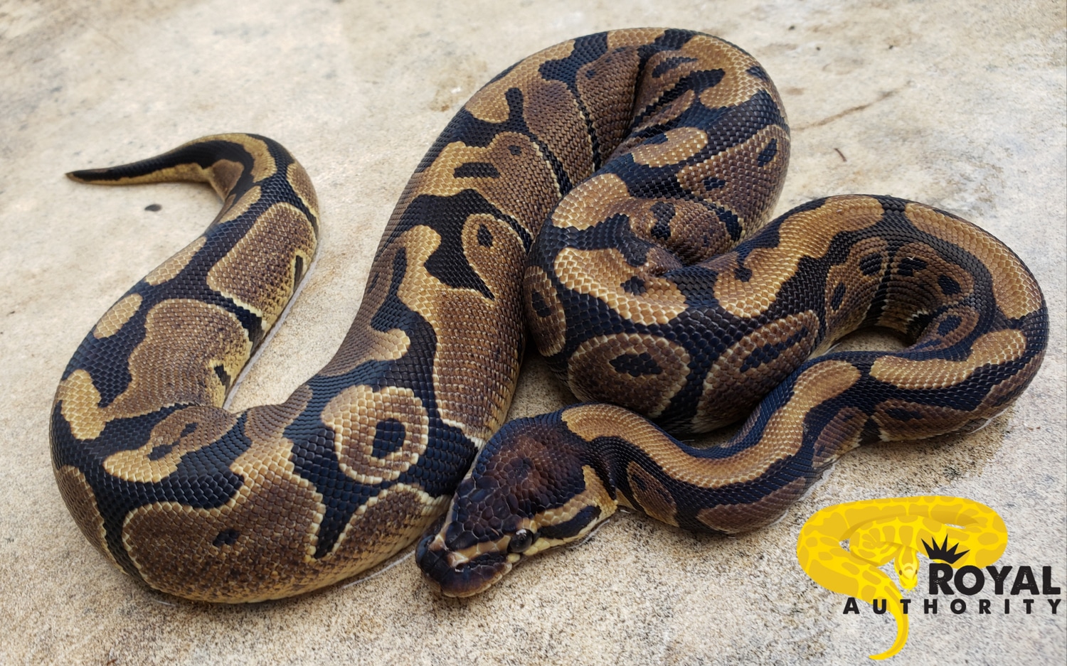 Het Sunset Ball Python by Royal Authority - MorphMarket