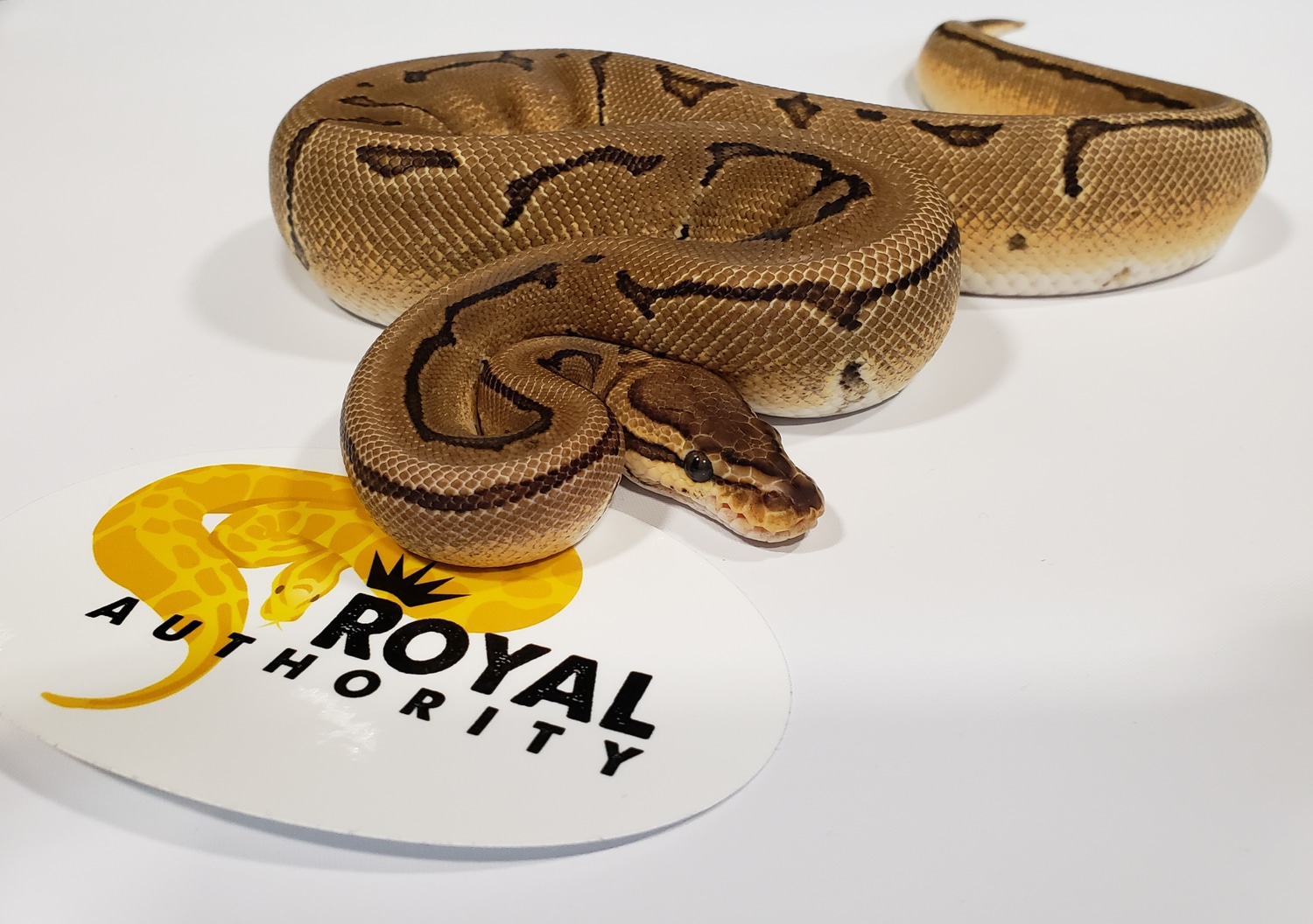 Orange Dream Pinstripe Het Sunset Ball Python by Royal Authority ...
