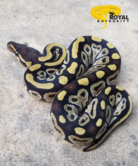 Mojave Double Het Hypo Puzzle Ball Python by Royal Authority
