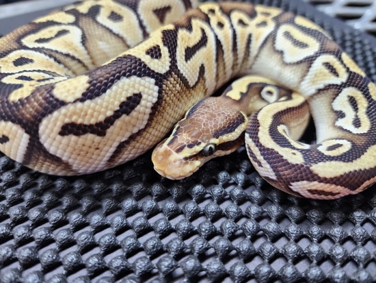 Pastel Mojave Double Het Hypo Puzzle 2 Ball Python by Royal Authority