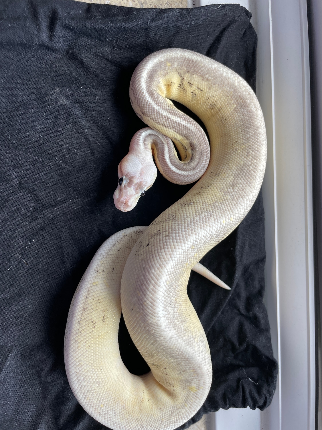 CB21 Super Pewter Ball Python by Royal ballistics - MorphMarket