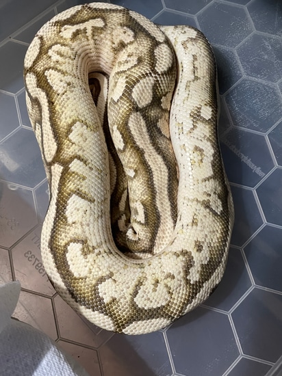 Fire Pastel Super Specter Ball Python by Royal ballistics