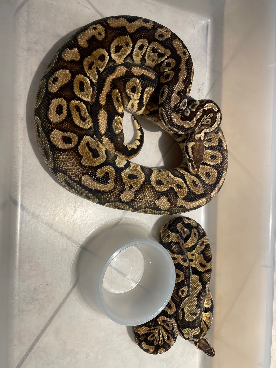 Freeway Making Pair Ball Python by Royal Black Balls - MorphMarket