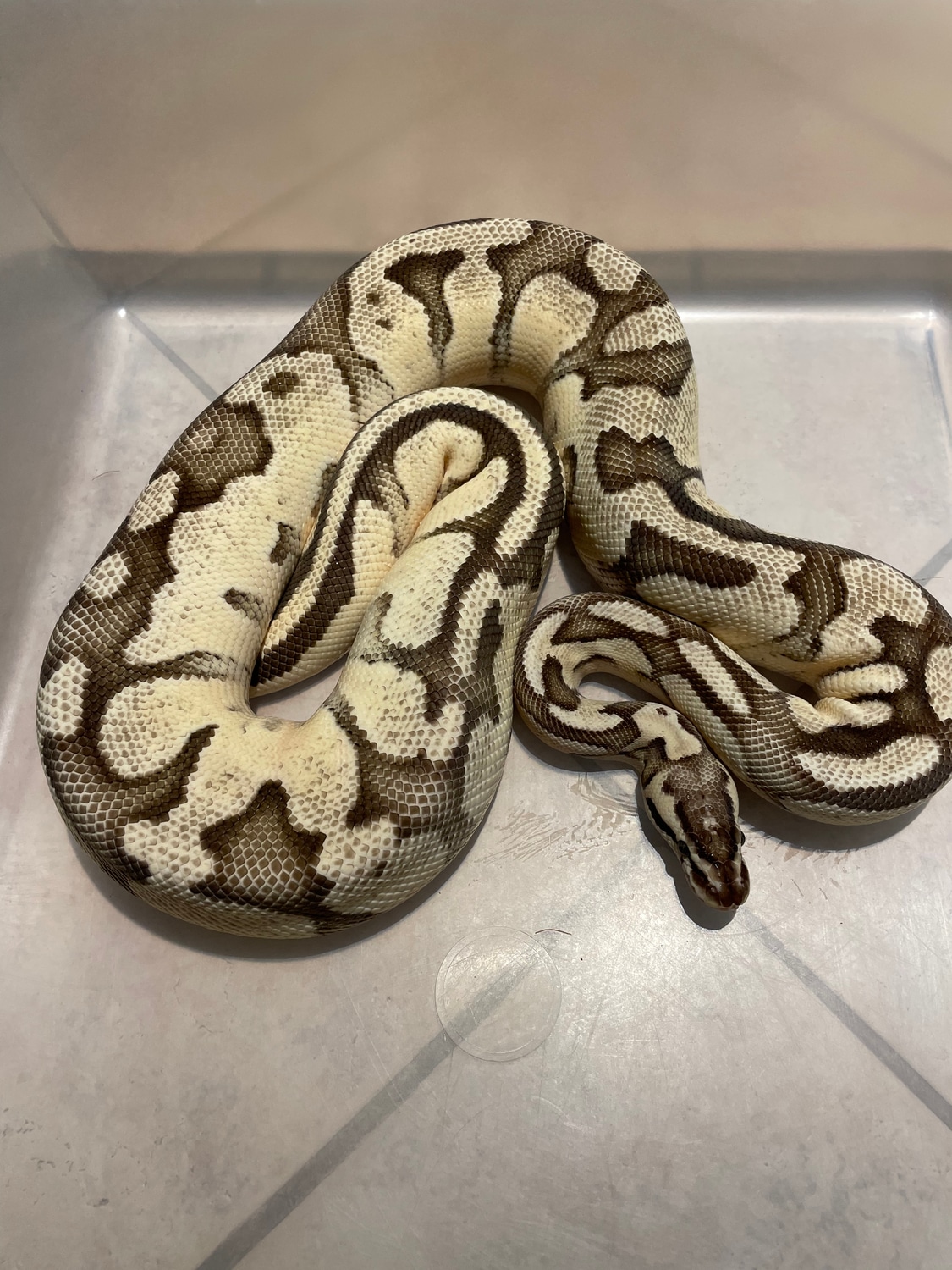 Lemon Pastel Fire Ball Python by Royal Black Balls - MorphMarket