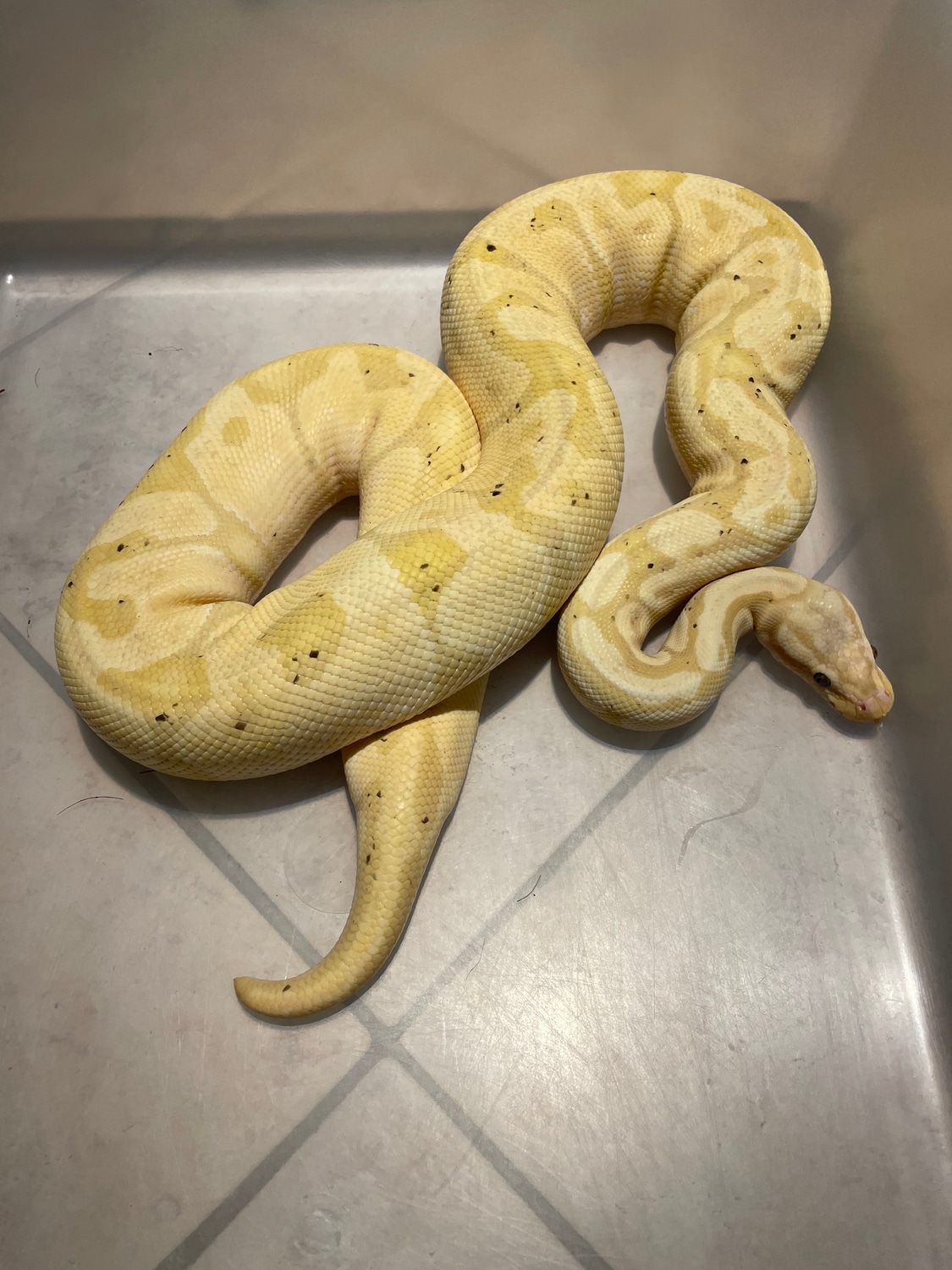 Banana Pastel Enchi Het Genetic Stripe Ball Python by Royal Black Balls ...