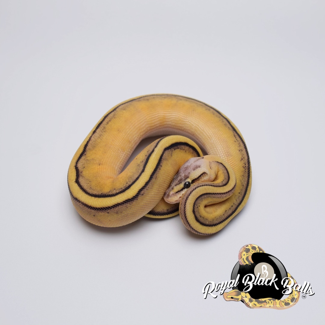 0.1 Super Pastel G-Stripe Het Clown Ball Python by Royal Black Balls ...
