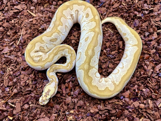 Lesser Spotnose Orange Dream Clown Ball Python by Royal Blood Reptiles