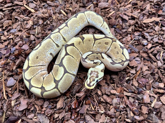 Fire Spider Ball Python by Royal Blood Reptiles