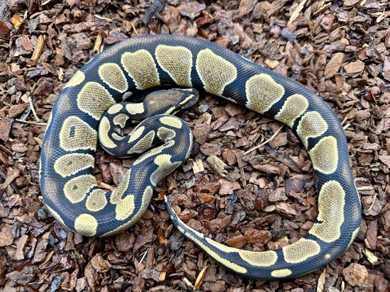 Adder Pos Het Tristripe Ball Python by Royal Blood Reptiles