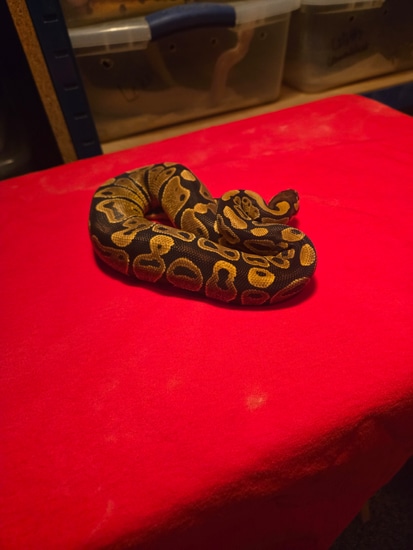 Chocolate Ball Python by Royal Brew Balls
