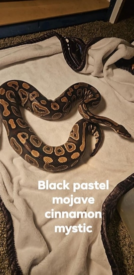 Black Pastel Cinnamon Mystic Mojave Ball Python by Royal Brew Balls