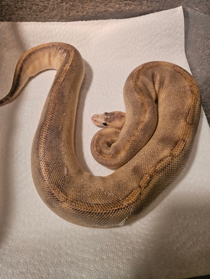 Champagne Paradox Ball Python by Royal Brew Balls