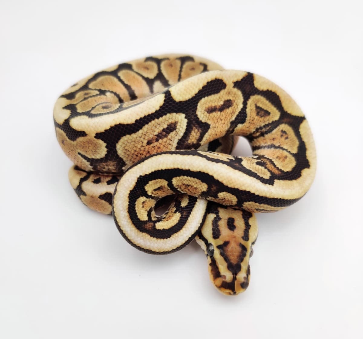 PAIR!!!! Fire Spotnose & YB DH Puzzle Clown Ball Python by Royal ...