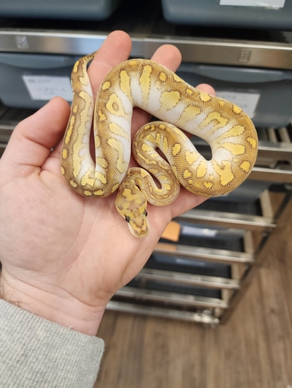 Wookie RS Lesser Clown Ball Python by Royal Canadian Reptiles