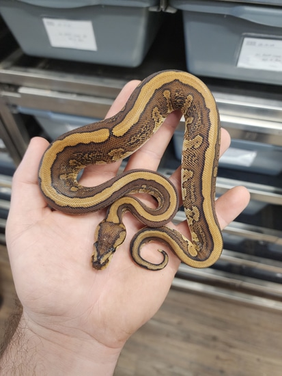 Cypress Redstripe H Clown Ball Python by Royal Canadian Reptiles