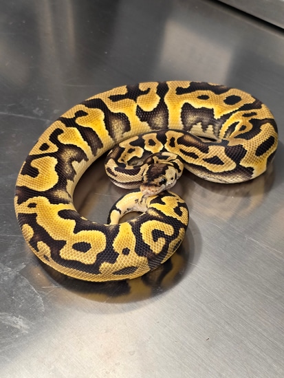 Pastel Puzzle Ball Python by Royal Canadian Reptiles