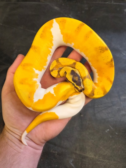 ODYB Super Enchi Pied Ball Python by Royal Canadian Reptiles