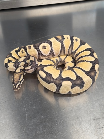 OD DG Het Sunset Ball Python by Royal Canadian Reptiles