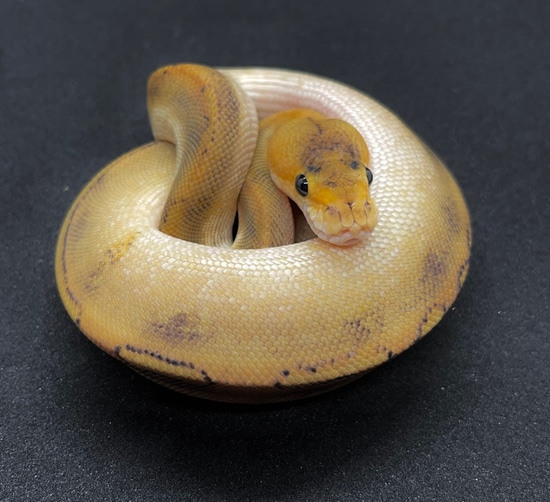 Champagne Het Hypo Ball Python by Royal Constrictors Reptiles, LLC