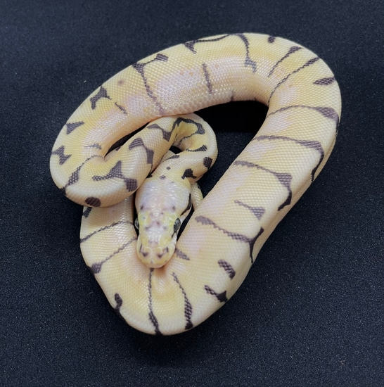 Enchi Killer Bee Poss Leopard Ball Python by Royal Constrictors ...
