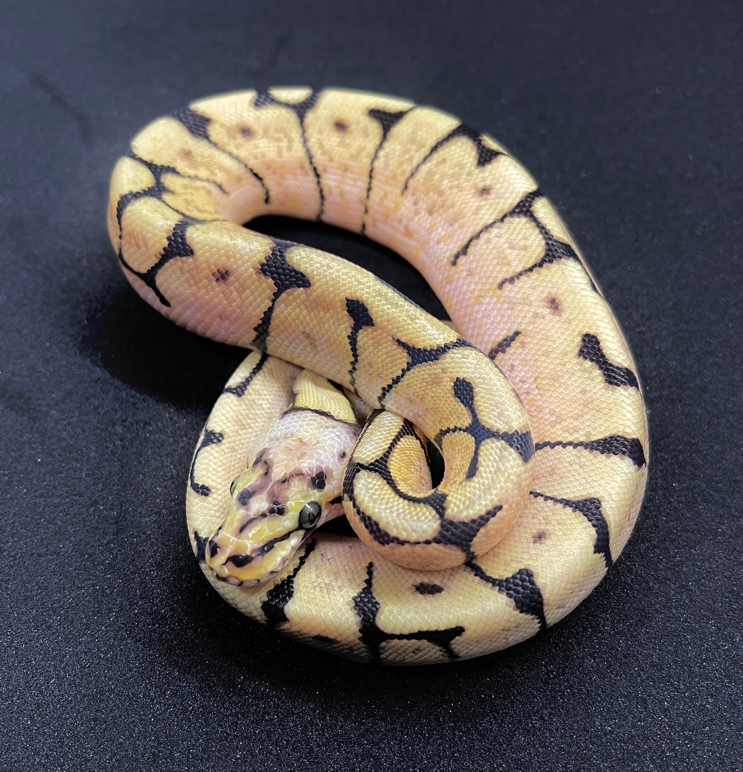 Enchi Bumblebee Ball Python by Royal Constrictors Reptiles, LLC ...