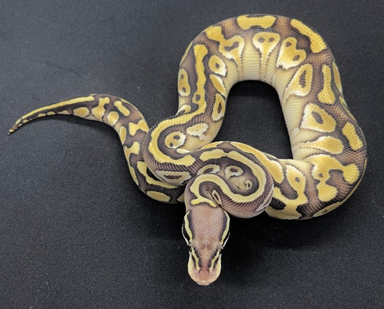 Pastel Lesser Asphalt/Yellow Belly Ball Python by Royal Constrictors ...