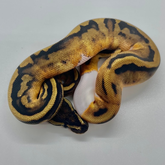 Piebald Poss Orange Dream Ball Python by Royal Constrictors Reptiles, LLC
