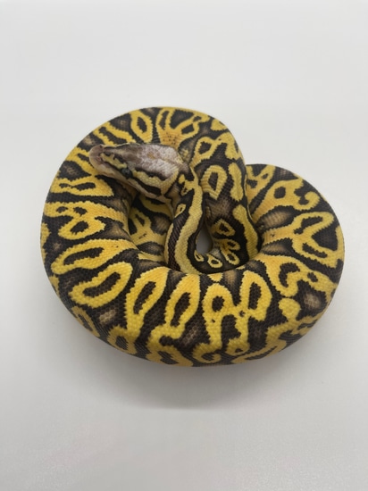SALE! Super Pastel Asphalt Ball Python by Royal Constrictors Reptiles, LLC
