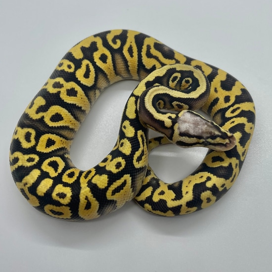 SALE! Super Pastel Asphalt Ball Python by Royal Constrictors Reptiles, LLC
