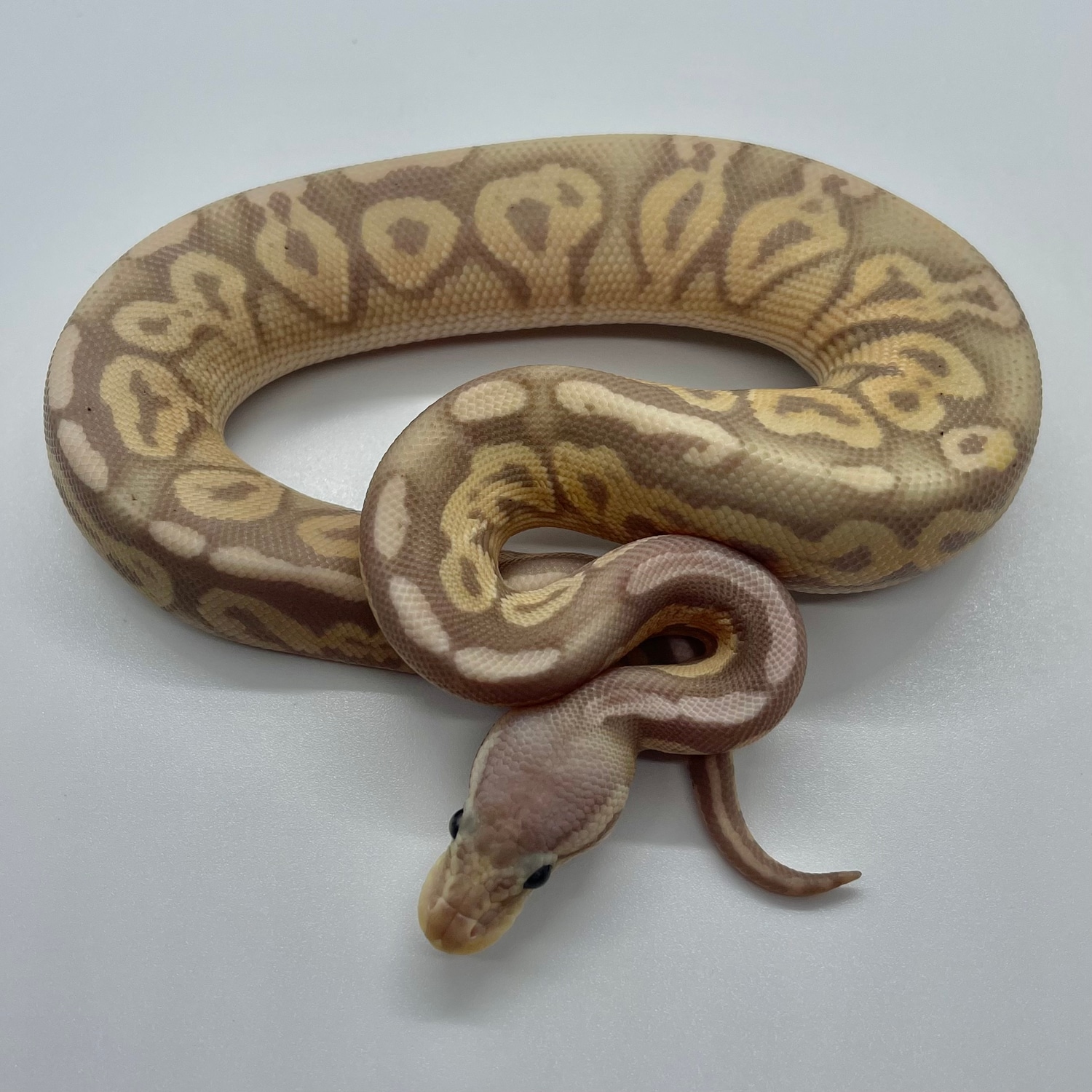 Banana Black Pewter Yellow Belly Female Maker Ball Python by Royal ...