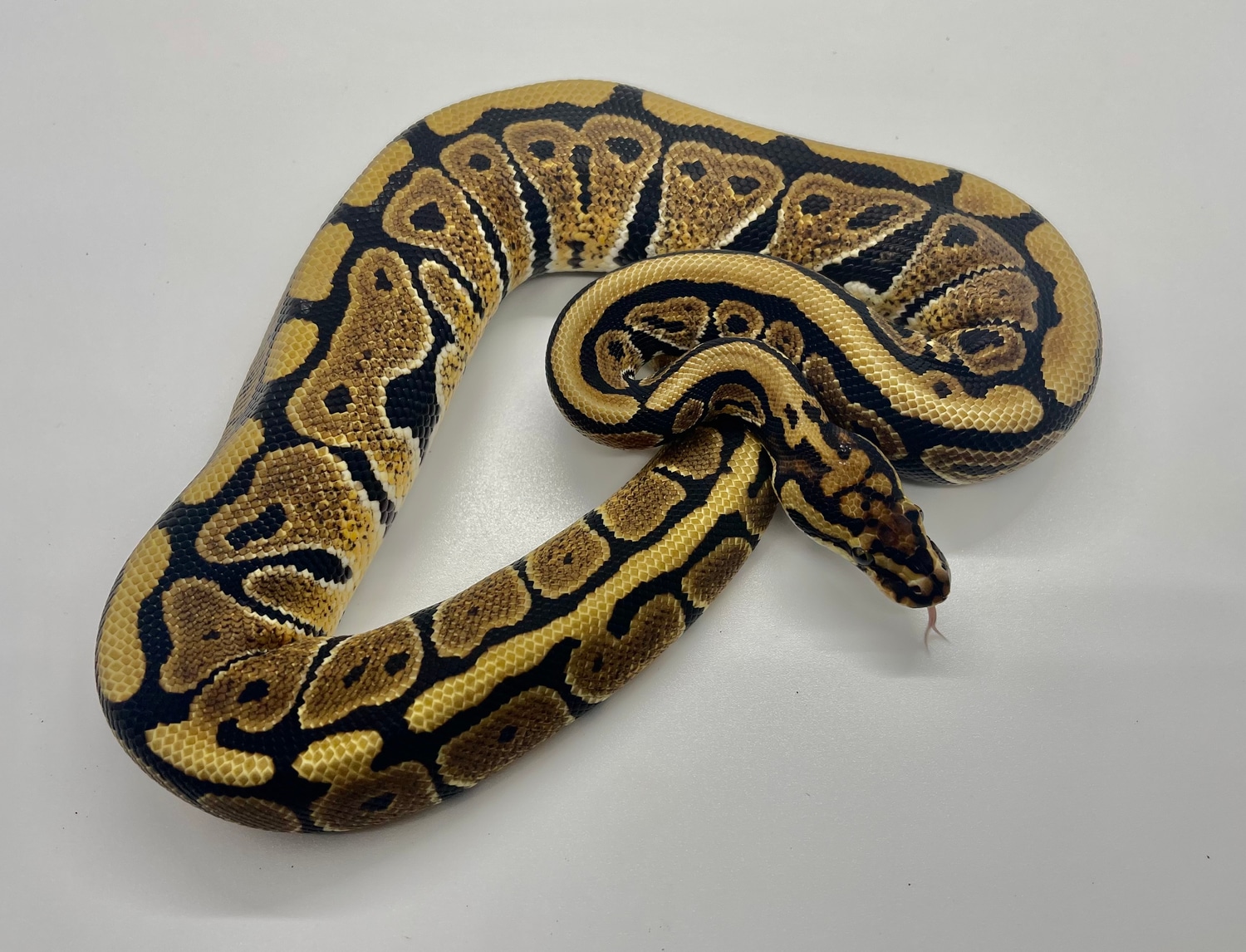 SALE Vanilla Spotnose Het Clown Ball Python by Royal Constrictors ...