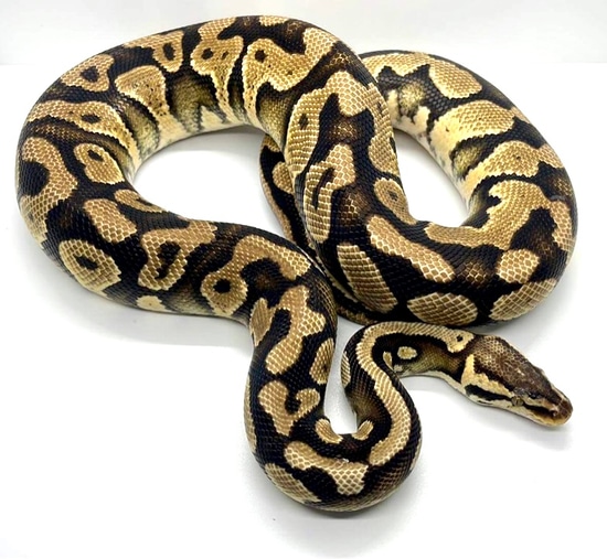Pastel Asphalt (Proven) Ball Python by Royal Constrictors Reptiles, LLC