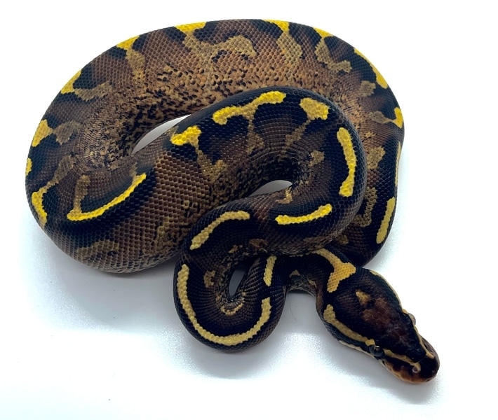 SALE Super Asphalt 50% Het Clown Ball Python by Royal Constrictors ...