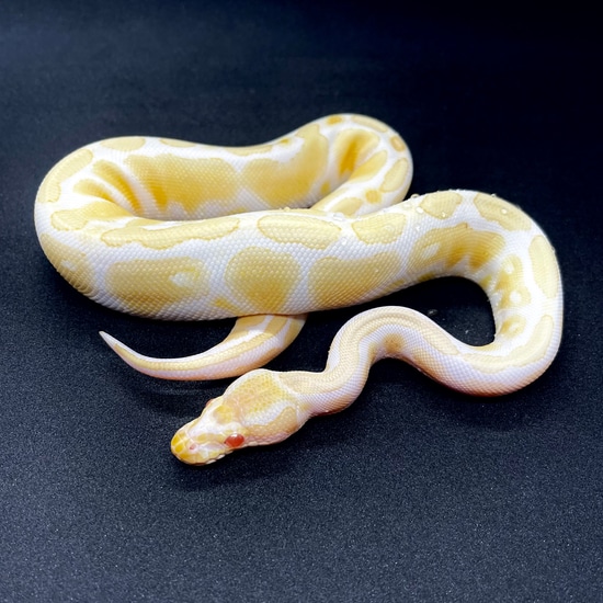 Albino Yellow Belly Ball Python by Royal Constrictors Reptiles, LLC