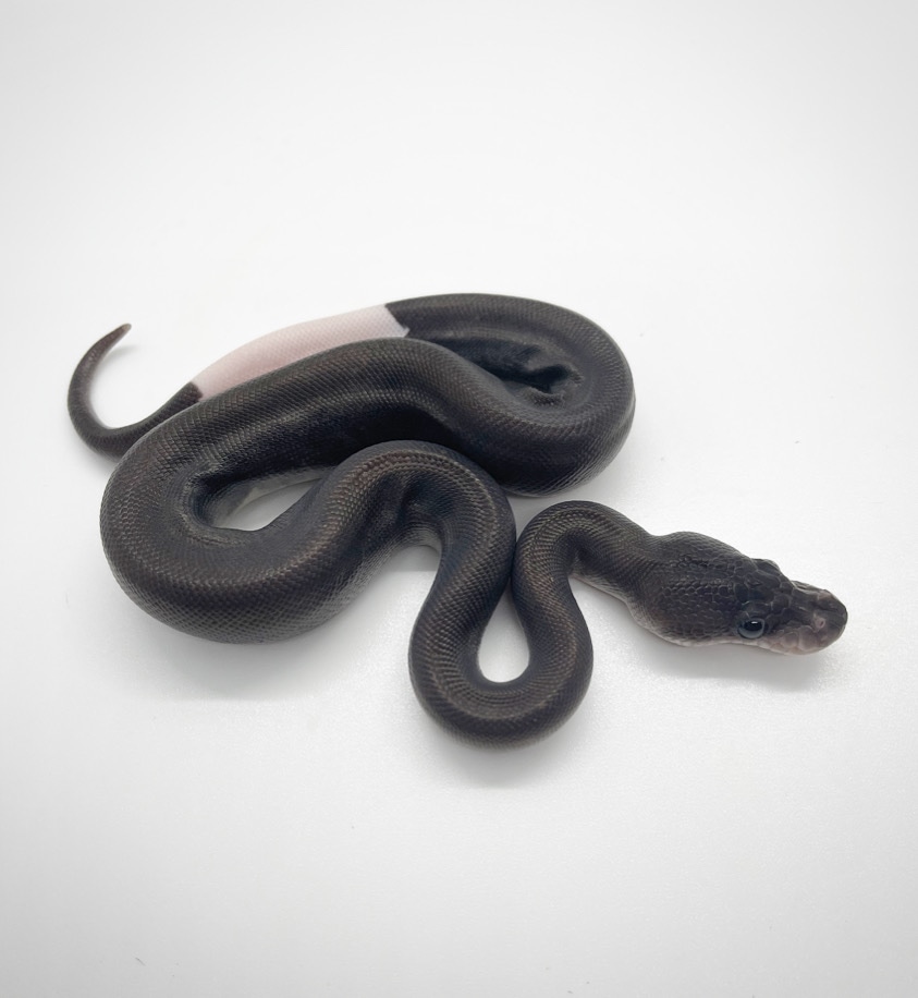 Super Black Pastel/8 100% Het Pied Ball Python by Royal Constrictors ...