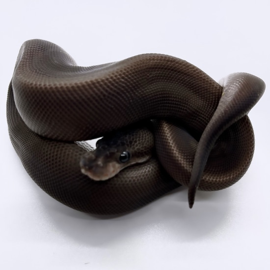 Super Black Pastel/8 Ball Het Pied Ball Python by Royal Constrictors ...
