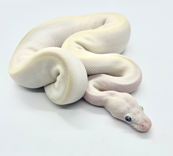 BEL (Bamboo Mojave) Fire Banana Ball Python by Royal Constrictors ...