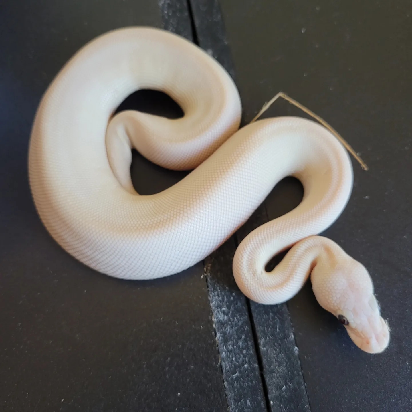 Blue Eyed Lucy Ball Python by Royal Dutch Reptiles - MorphMarket