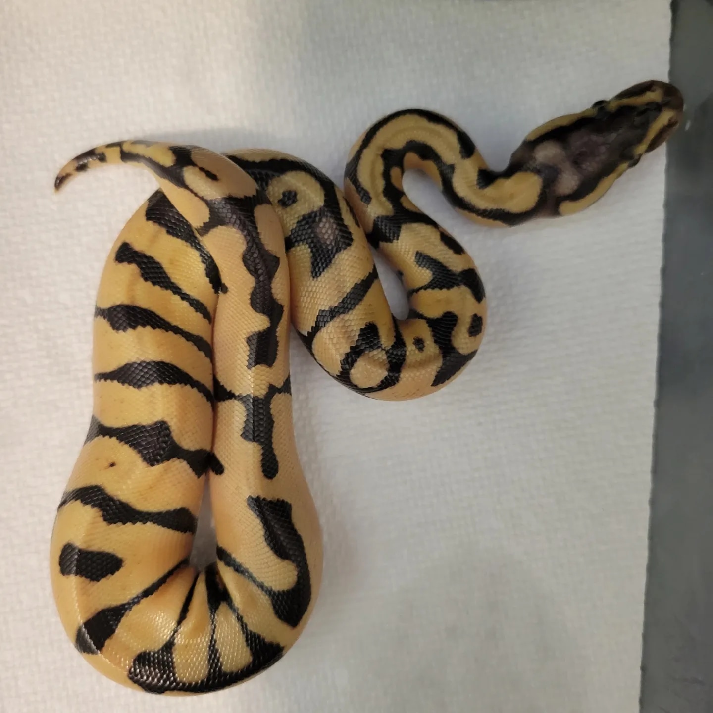 Super Pastel Enchi Ball Python by Royal Dutch Reptiles - MorphMarket