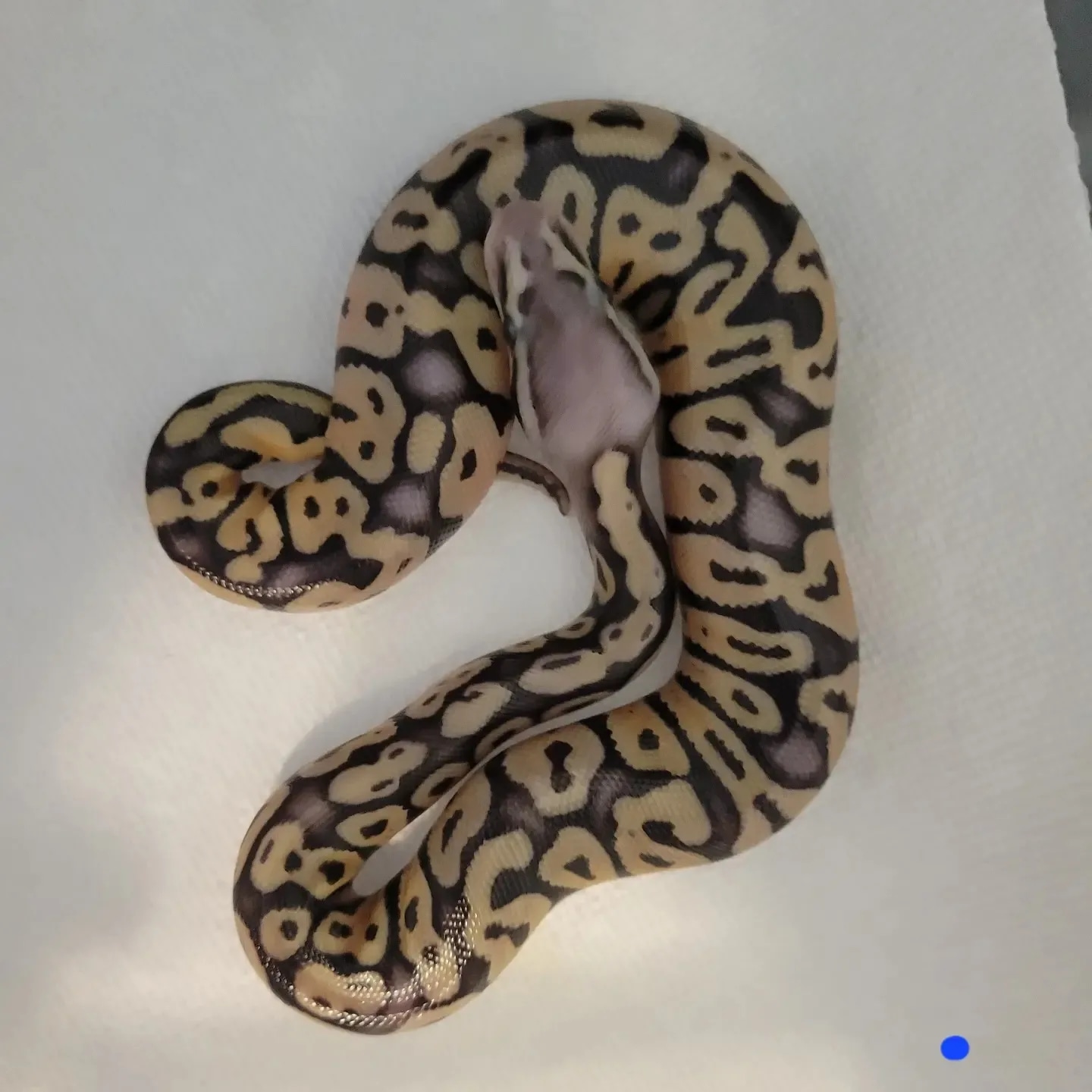 Super Pastel Ball Python by Royal Dutch Reptiles - MorphMarket