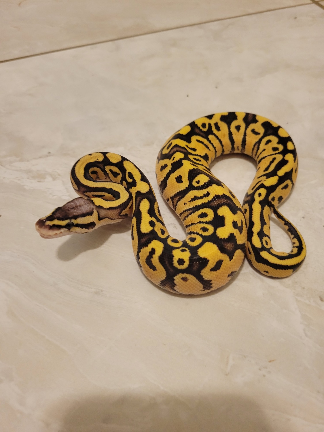 Pastel Fire Ball Python by Royal Dutch Reptiles - MorphMarket