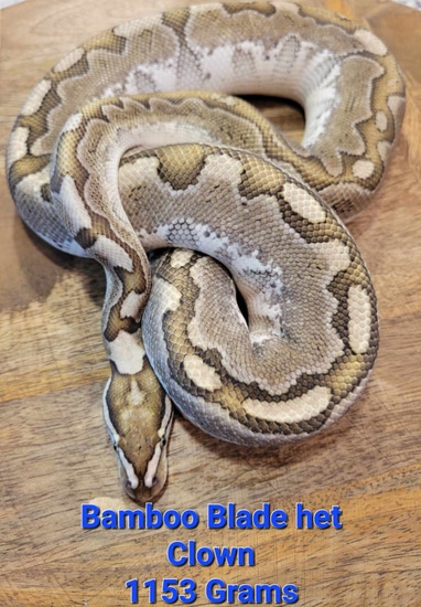 Bamboo Blade Het Clown Ball Python by Royal Dutch Reptiles